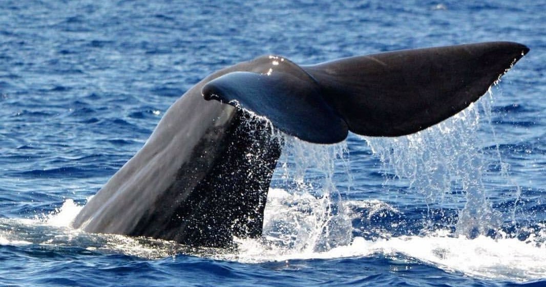 Rota dos Cetáceos | Whale & Dolphin Watching Madeira Island